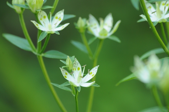 アケボノソウ | 岩手県北の自然誌ブログ