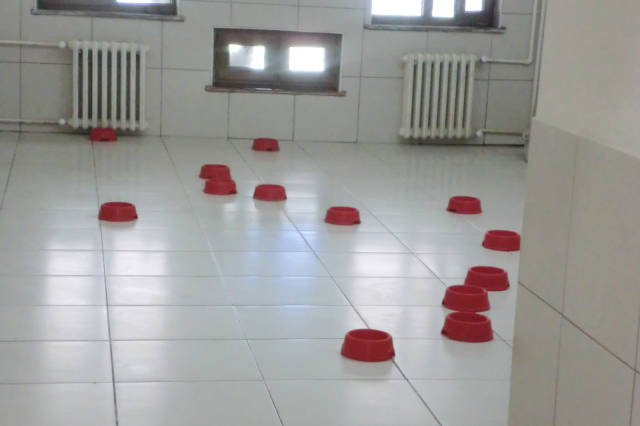 ワン猫はやっぱりかわいかったワン。 | 夫婦旅でござんす