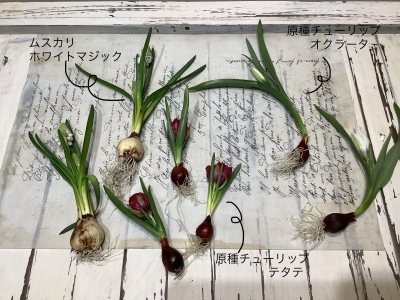 球根花フェア始まりました。 | HANABUMON