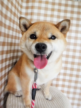 雨あがり | DOGBUS DAY