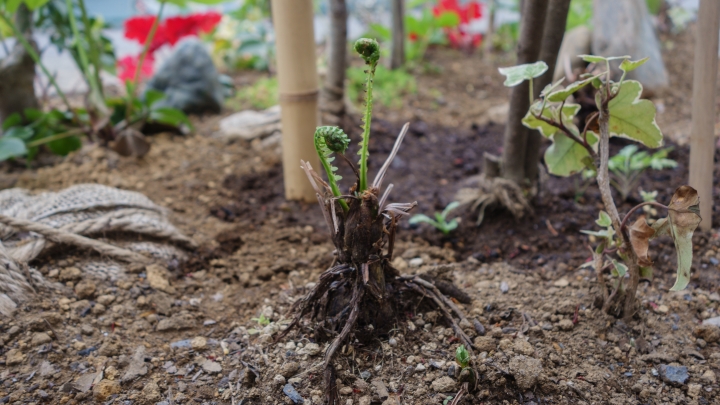 強風に耐える その2 | 行雲流水 - 日々これ庭づくり