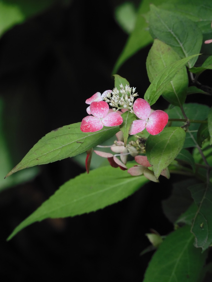 あじさい公園の紫陽花〈3〉「ヤマアジサイ・ベニガク」 2021.6月中旬撮影〈小平市立あじさい公園の花〉 | K U R A D A S H I