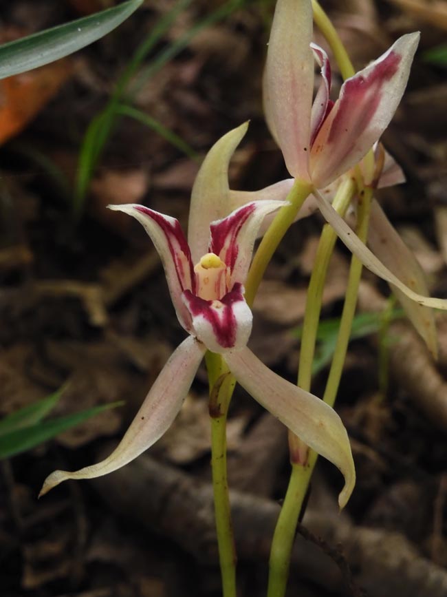マヤラン（摩耶蘭） 2022.8月下旬撮影の花〈神代植物公園 植物多様性センターの絶滅危惧植物〉 | K U R A D A S H I