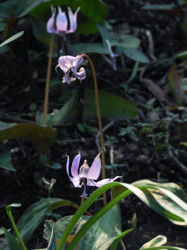 カタクリと春の山野草 2023.4月上旬撮影〈深大寺自然広場・野草園 カタクリ自生地の花〉 | K U R A D A S H I