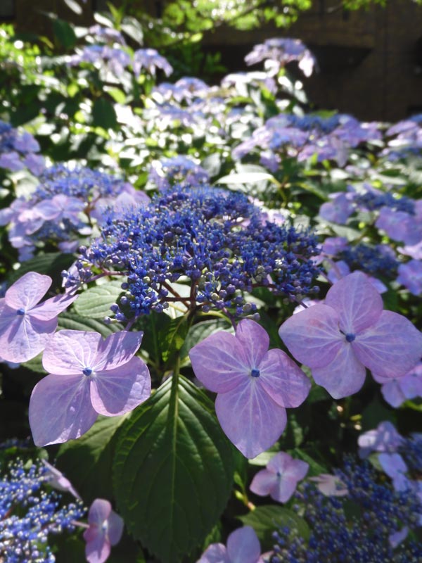紫陽花 2023〈小平市立あじさい公園〉6月上旬の開花状況 | K U R A D A S H I