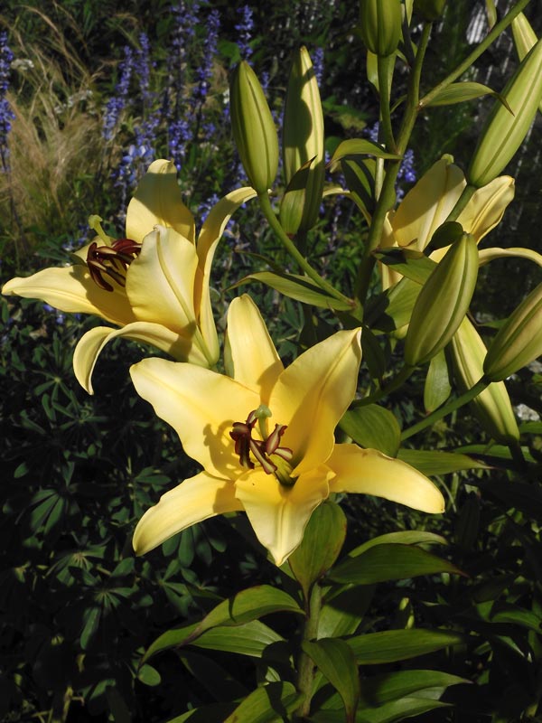 黄色いユリ 2023.6月中旬撮影〈神代植物公園〉〈花と緑の広場〉の花 | K U R A D A S H I