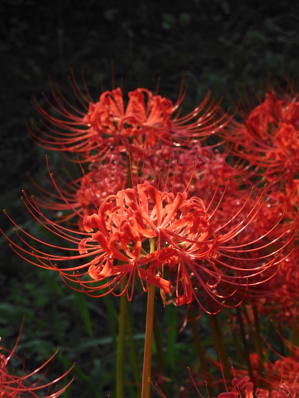 ヒガンバナ 2023 神代植物公園 水生植物園の稲田と彼岸花 9月下旬撮影 | K U R A D A S H I