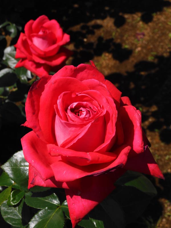 神代植物公園 ばら園 2024 春バラ 5月中旬の開花 デスティニィ、ブルーバユーなど | K U R A D A S H I