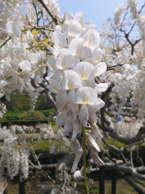 神代植物公園のフジ 2025 麝香藤、黒竜、紫花美短 4月中旬見頃 神代植物公園のフジ 2025 麝香藤、黒竜、紫花美短 4月中旬見頃