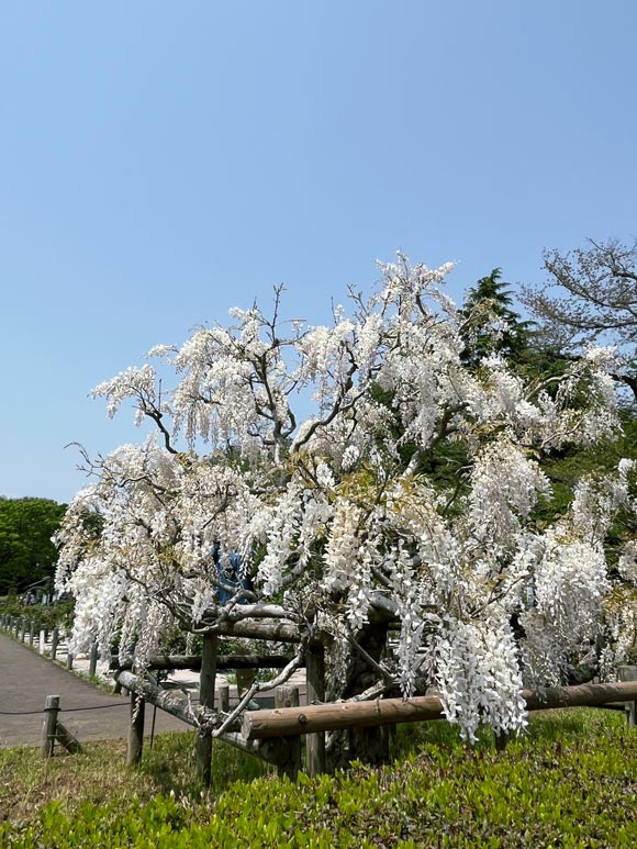 神代植物公園のフジ 2025 麝香藤、黒竜、紫花美短 4月中旬見頃 神代植物公園のフジ 2025 麝香藤、黒竜、紫花美短 4月中旬見頃