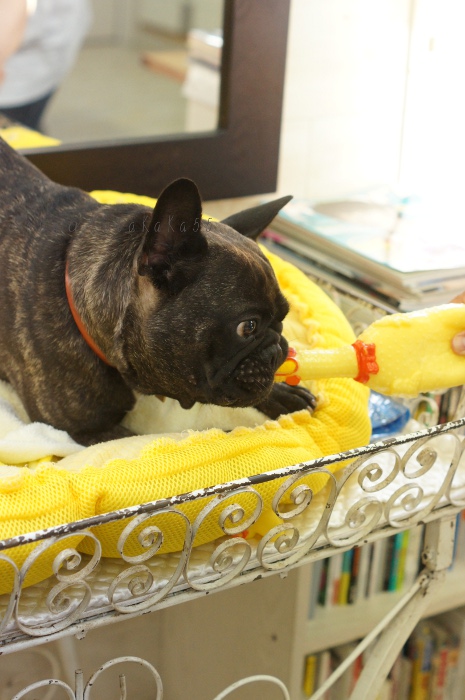 ゆうーくんの髪♪ | ｱ･ﾋﾞｱﾝﾄとﾌﾚﾌﾞﾙkota