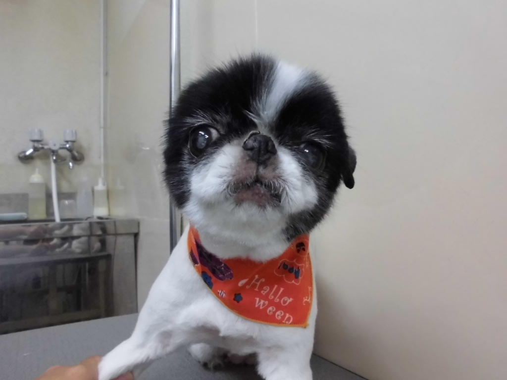 viviちゃん | Dog salon あぶく Blog