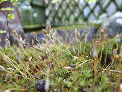 茅ヶ崎市O様邸作庭工事完成！！その⑤ | 庭師の日記「日々是好日」