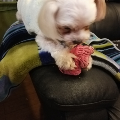 おもちゃは長持ち | ちばたりあんな