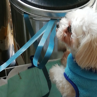 ちばたりあんな