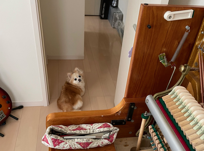 かわいい見張り ピアノハウスジャパン・blog