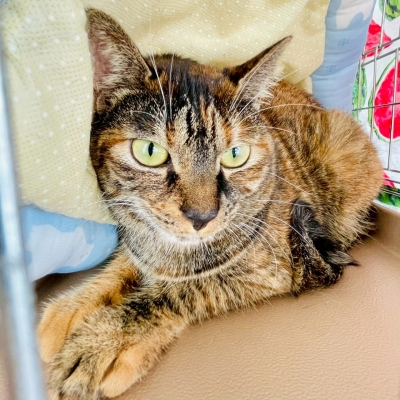 21日の取手譲渡会 | ポチたま会の犬猫保護日記