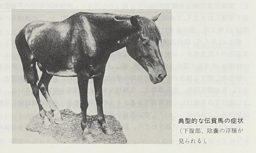 馬・競馬の基礎知識 ~生態・成り立ち編~ | うみねこ博物館 馬・競馬の基礎知識 ~生態・成り立ち編~ | うみねこ博物館