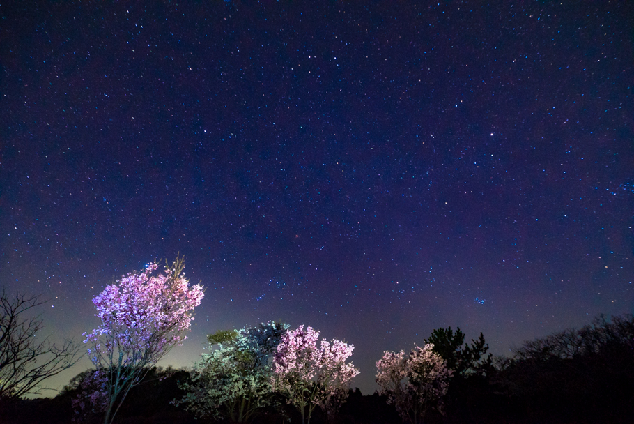 加茂湖で花見 | 佐渡の四季+α