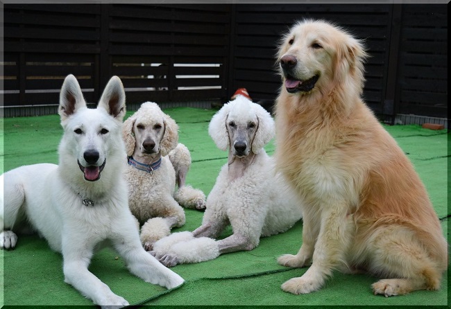 撮影会 | お犬様との生活①