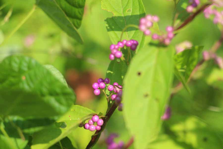 小菅トラウトガーデン ブログ