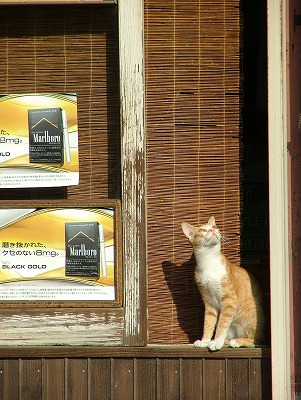 番組更新日 | 関想記～北海部郡より発信～