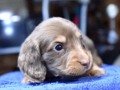 子犬情報 愛媛県松山市 ダックス専門犬舎 ブリーダー ミニチュア ロングコート | Dolgh Diary