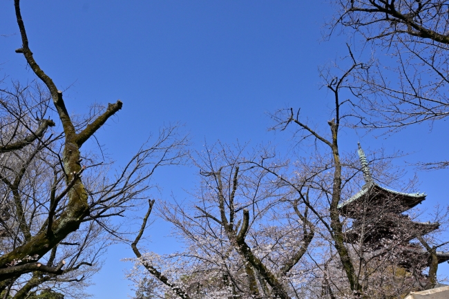 上野公園の桜 ＆ Ramla Ali | じゃーぶの写真日記 Photo diary of Jerb