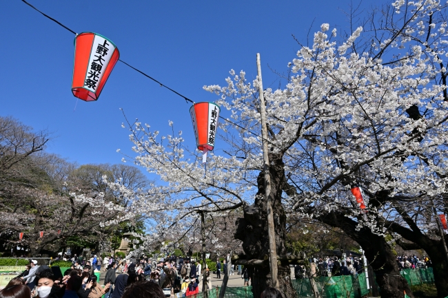 上野公園の桜 ＆ Ramla Ali | じゃーぶの写真日記 Photo diary of Jerb