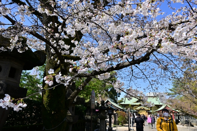 上野公園の桜 ＆ Ramla Ali | じゃーぶの写真日記 Photo diary of Jerb