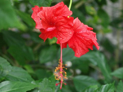 夢の島熱帯植物館 | 悠々人生ブ ロ グ