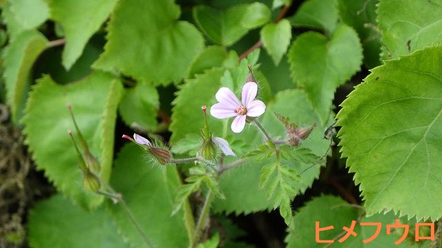 保全作業の報告です | 伊吹山もりびとの会ブログ2