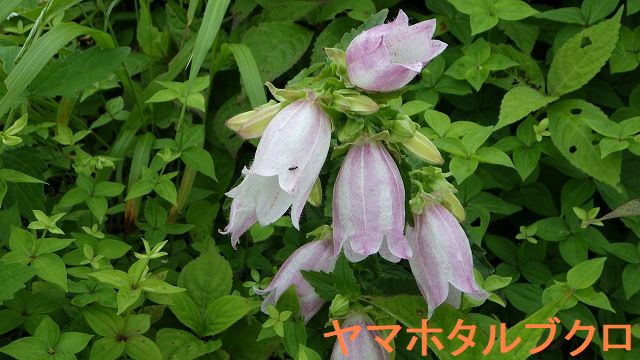 保全作業の報告です | 伊吹山もりびとの会ブログ2