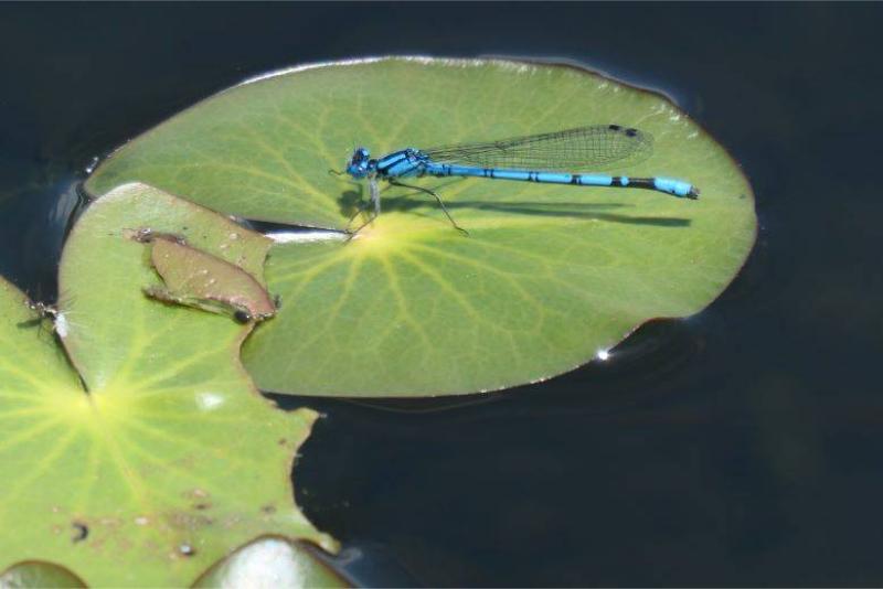 尾瀬ガイドやまもりのブログ