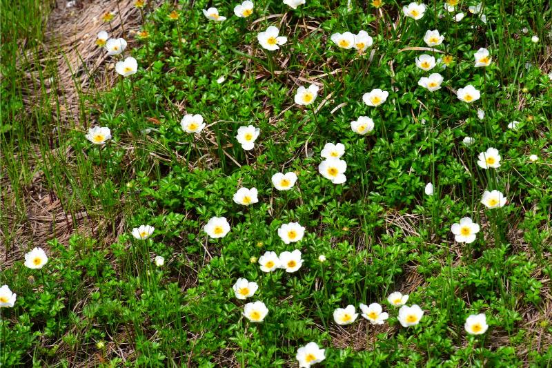 尾瀬ガイドやまもりのブログ