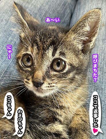 5647.病気のこと | お散歩大好き猫ブログ