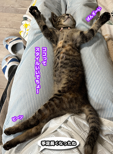 5706.子猫とは | お散歩大好き猫ブログ