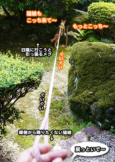 5727.メグ出たいの | お散歩大好き猫ブログ