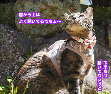 5743.首長猫 | お散歩大好き猫ブログ