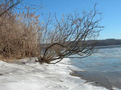 クロトンポイント公園（ニューヨーク）のハクトウワシと水鳥 （前編） | 藤波レポート