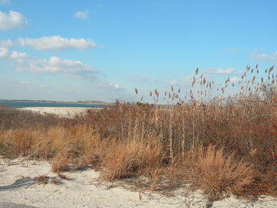ジョーンズビーチ州立公園の厳冬と初春 （その3） | 藤波レポート