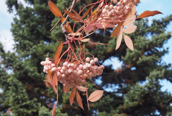 白実ナナカマド | 青柳庵日記