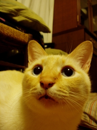 MIKE ABELSON Fish Mouths from ECRIT | 信愛書店 en=gawa