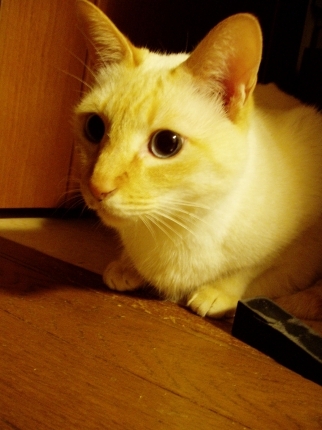 MIKE ABELSON Fish Mouths from ECRIT | 信愛書店 en=gawa