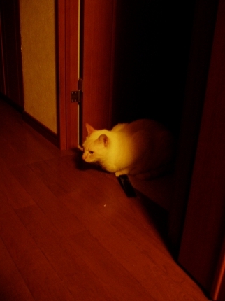 MIKE ABELSON Fish Mouths from ECRIT | 信愛書店 en=gawa