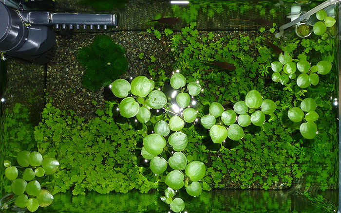 おやつ、育成中 | Aquarium 水鏡