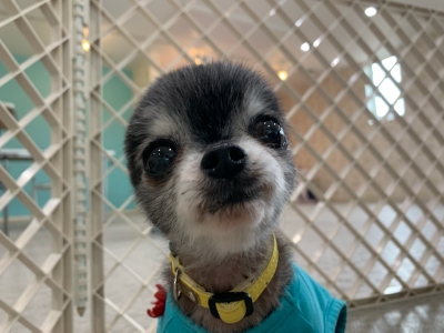 ☆今日のまつばら教室☆ | ほき動物クリニック