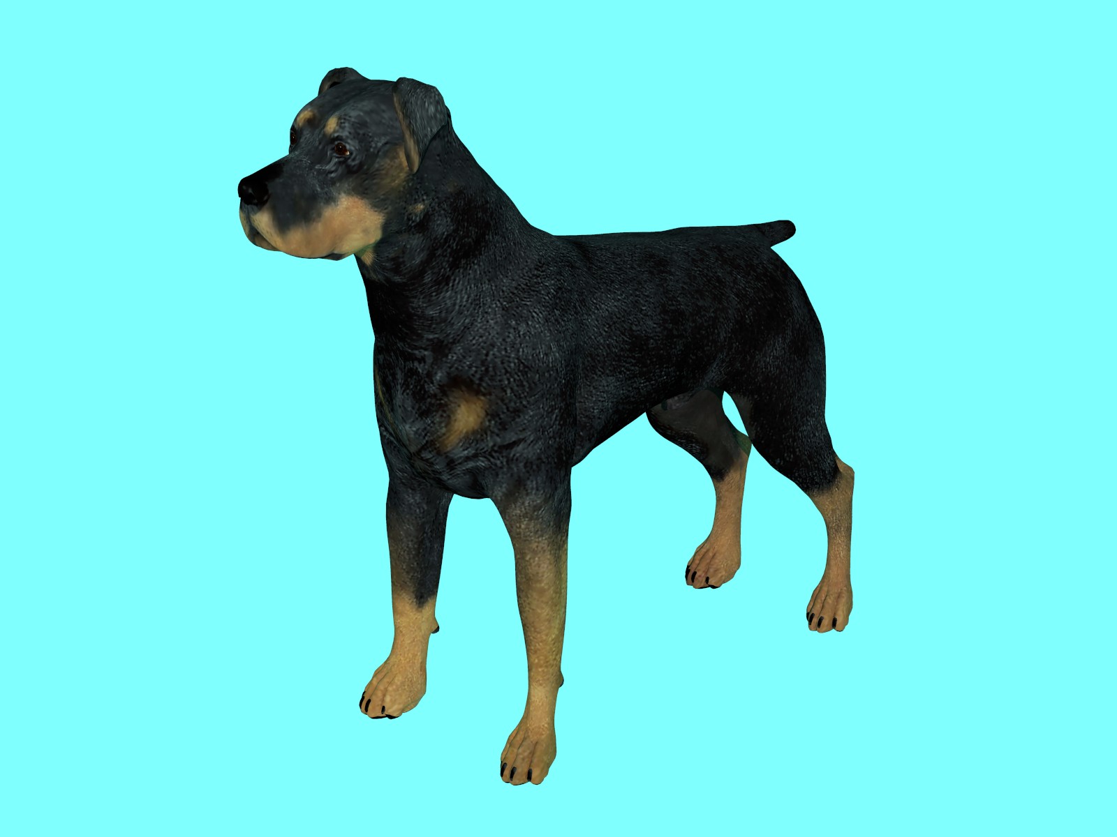 Open3dModel.comからダウンロードした犬の3Dモデリングデータ、"German Hunting Terrier Dog ...