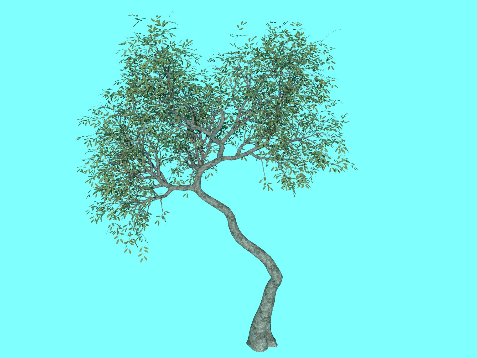 TurboSquid.comからダウンロードした樹木の3Dモデリングデータ、"yalda tree 6 by Rodger E Morgan ...