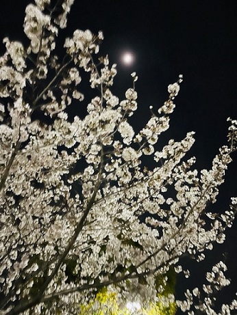 桜ピンク！！！ | 株式会社 CIPHERインターナショナル CIPHER Hair Creation